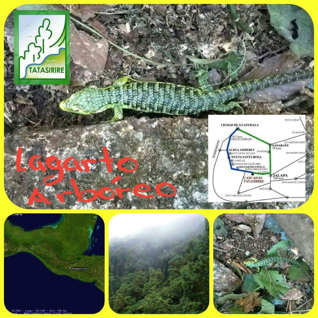 Santuario del lagarto arbóreo endémico de Jalapa y en peligro de ...